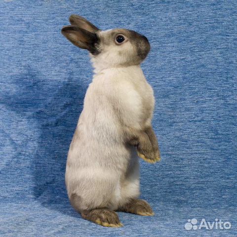 Цветные карлики сиамского окраса