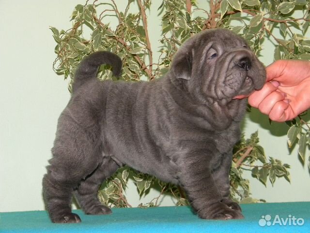 Шар-пей Арчи