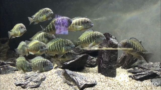 Tropheus sp. maculatus Moba (Murago Congo)