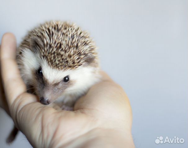 Карликовые ежики, ручные и простые в уходе