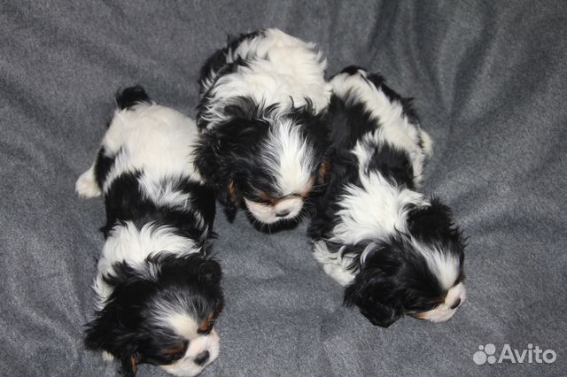 Кавалер кинг чарльз спаниель