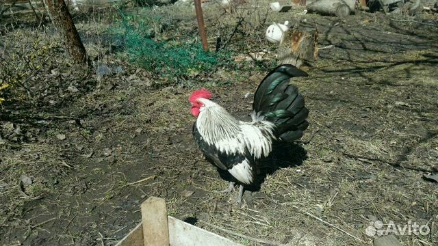 Бентамка. Королёк. Молодые плем. петушки