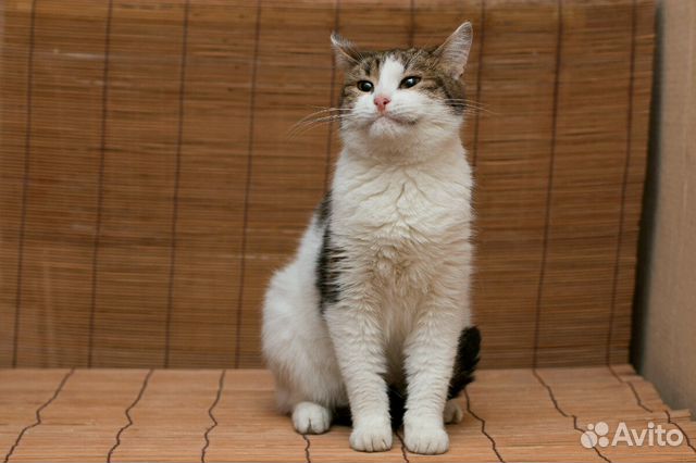 Кошка-Улыбака в дар. стерилизована