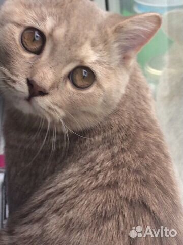 Шотландская кошка
