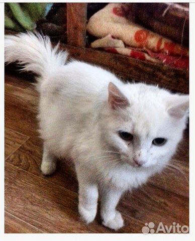 Кошка Василиса ищет дом