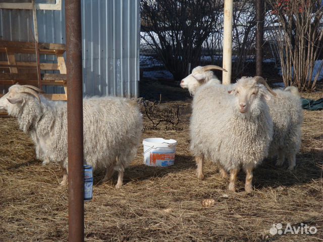 Ангорские козы