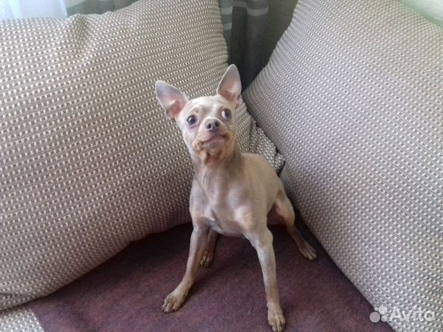 Той-терьер вязка