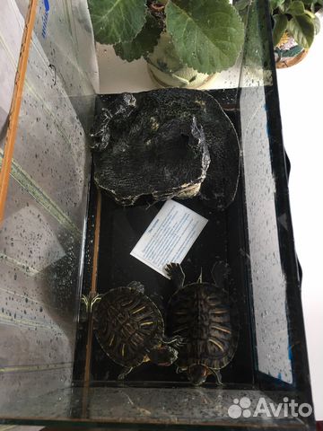 Черепахи красноухие