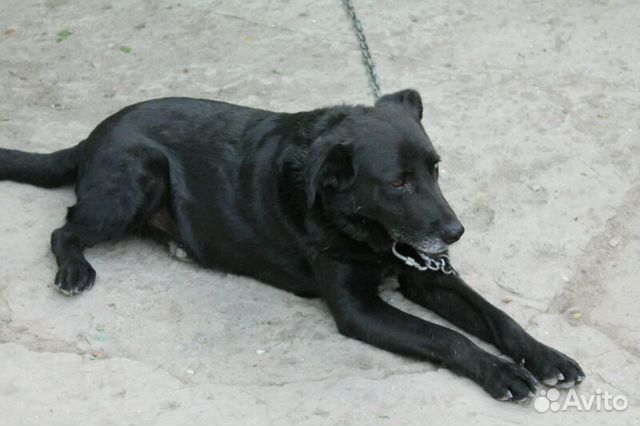 Пёс Дружок отдаю