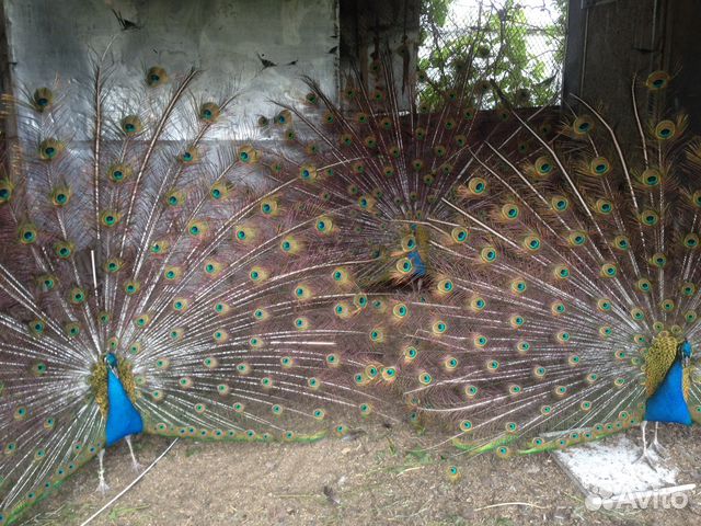 Павлины птицы