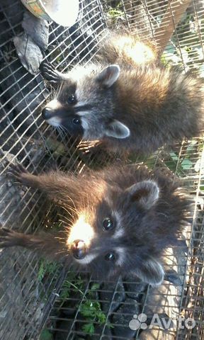 Еноты малыши