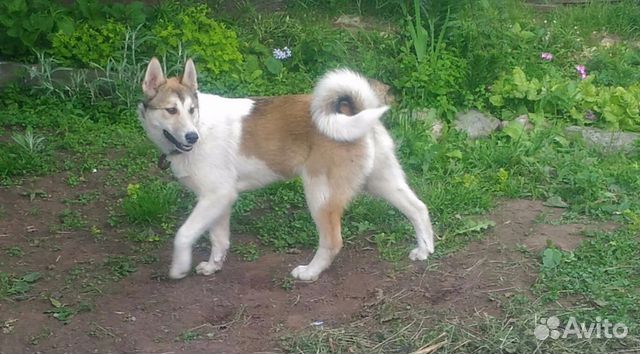 Молодая сука зсл