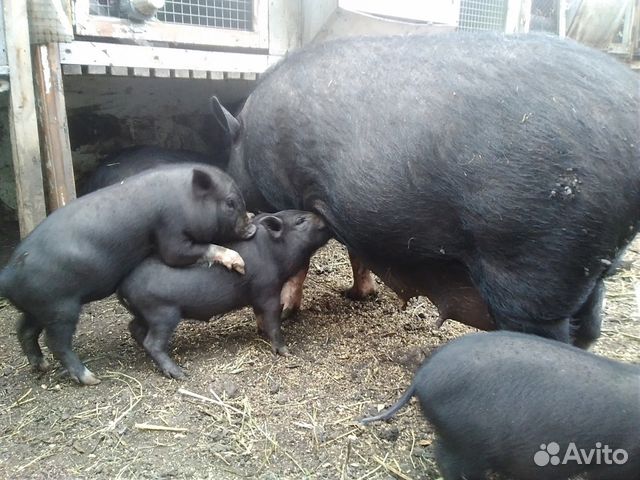 Вьетнамские поросята. Свиноматки. Обмен
