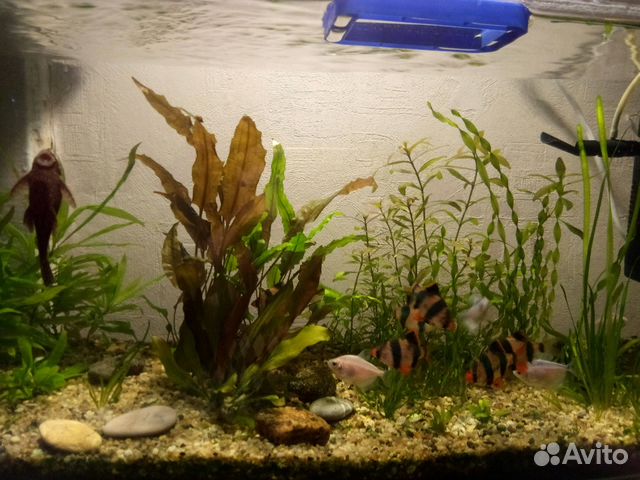 Аквариумные растения