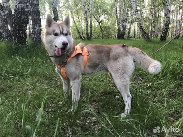 Кабель хаски на вязку