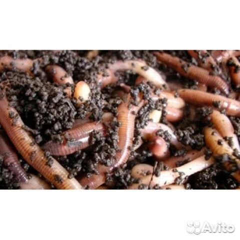 Червь, зофобас, улитки, разведение и продажа