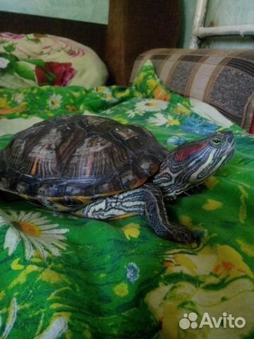 Динозавр Маруся