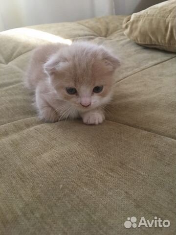 Продаю котёнка от британской кошки