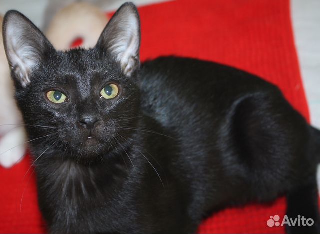 Атос олидный окрас 7 мес