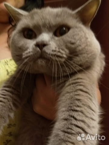 Котик