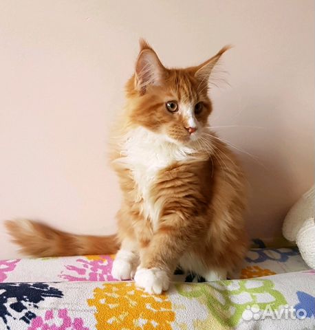 Самый крупный котенок