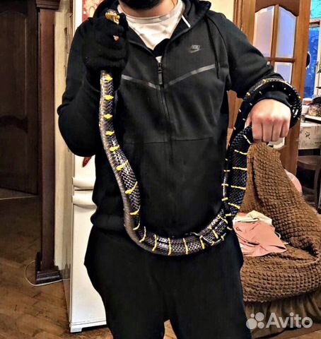 Мангровая змея - Бойга