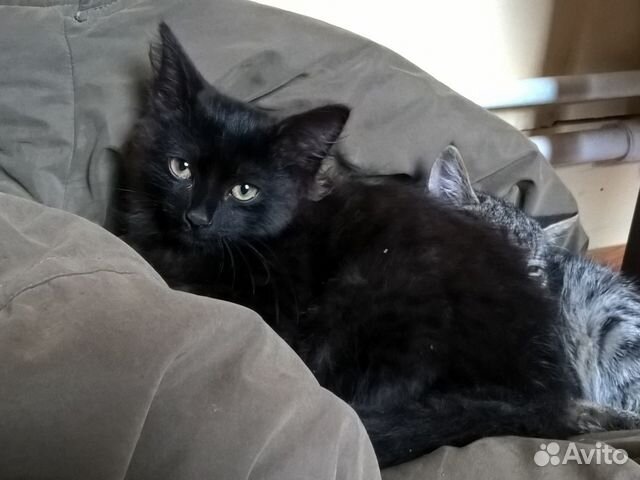 Котенок-девочка волшебного черного цвета