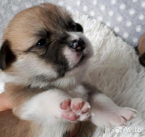 Милые щеночки корги