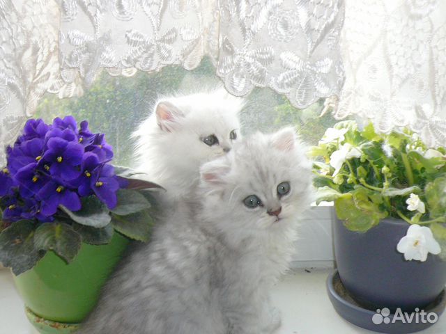 Серебристые шиншилятки