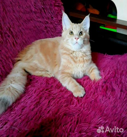 Мейн кун котенок