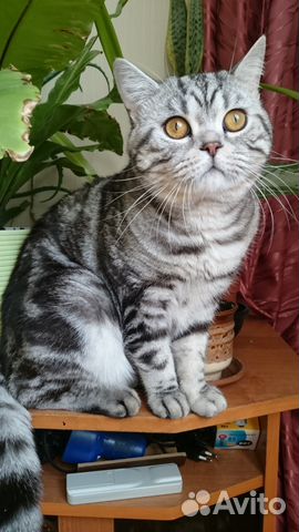 Кот на вязку