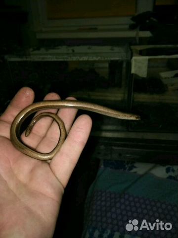 Продам детенышей веретеница ломкая