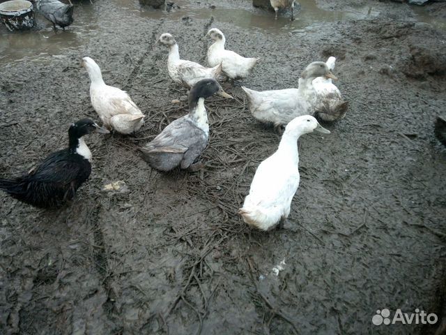 Домашние утки и селезни фаворит от 4 мес.до 1,2г