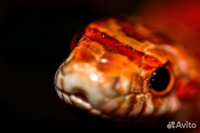 Массовый полоз. Самец. С террариумом