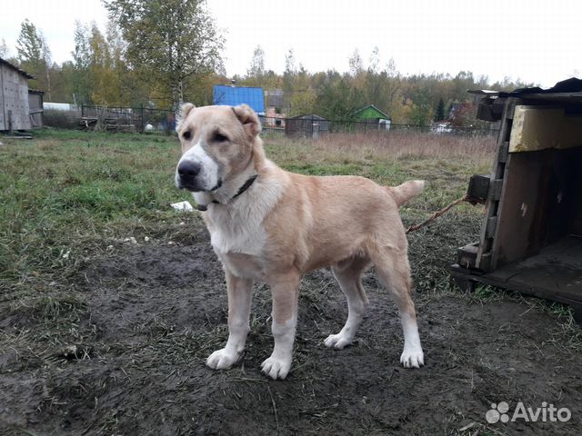 Кавказский волкодав