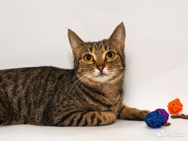 Изящная молоденькая Тутси, в добрые руки