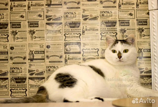 Кошка капелька