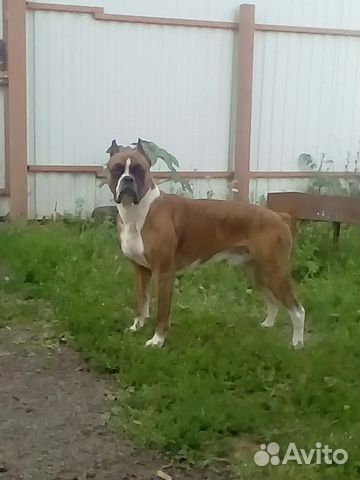 Щенки боксера