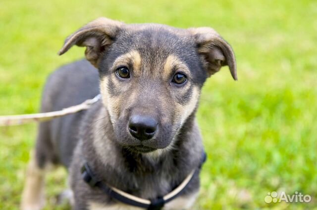 Олененок Бэмби