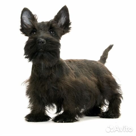 Нужен щенок скотч-терьера, девочка