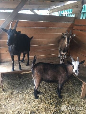 Племенные альпийские козы, козел и козлята