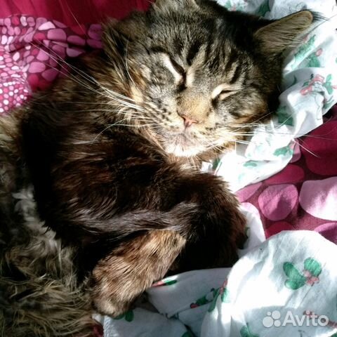 Кот Мейнкун Отдам кота в добрые руки