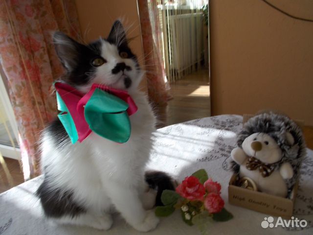 Котенка в добрые ручки