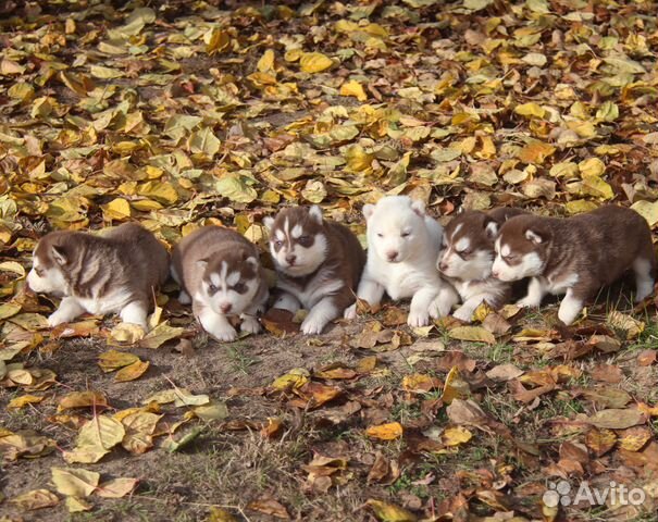 Хаски осенние щенки