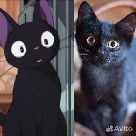 Котёнок Кики. 3 месяца. В дар