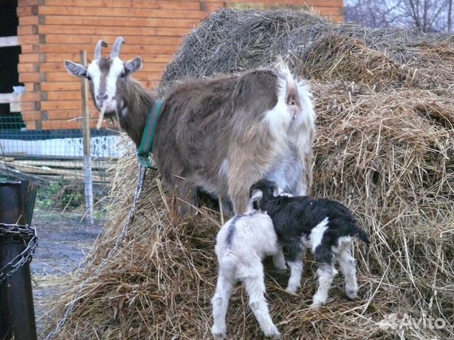 Процентные козлики