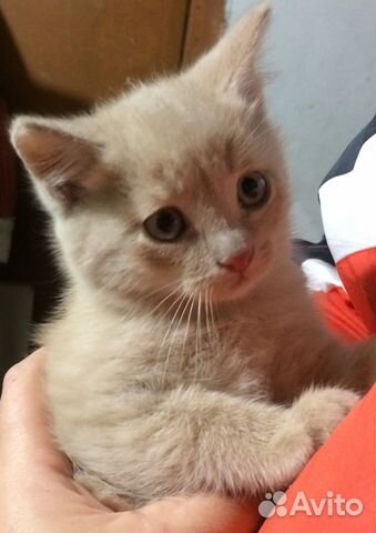 Бежевый котик ищет хозяев