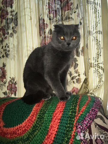 Шотландская