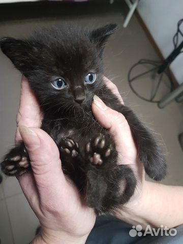 Милые, здоровые котята