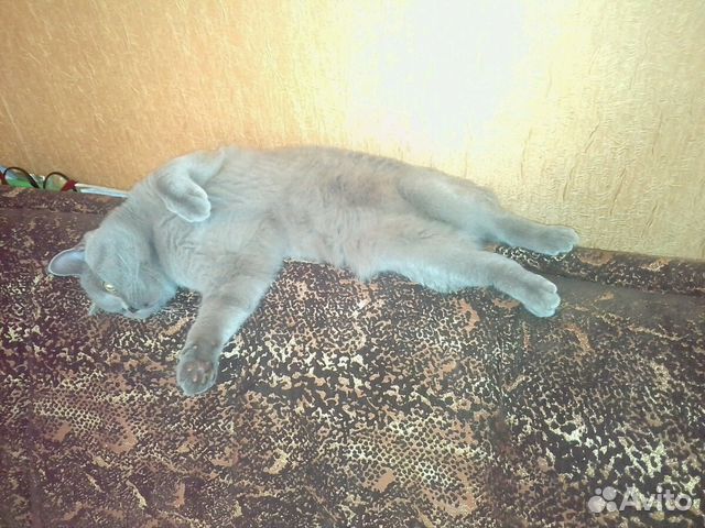 Кот британец